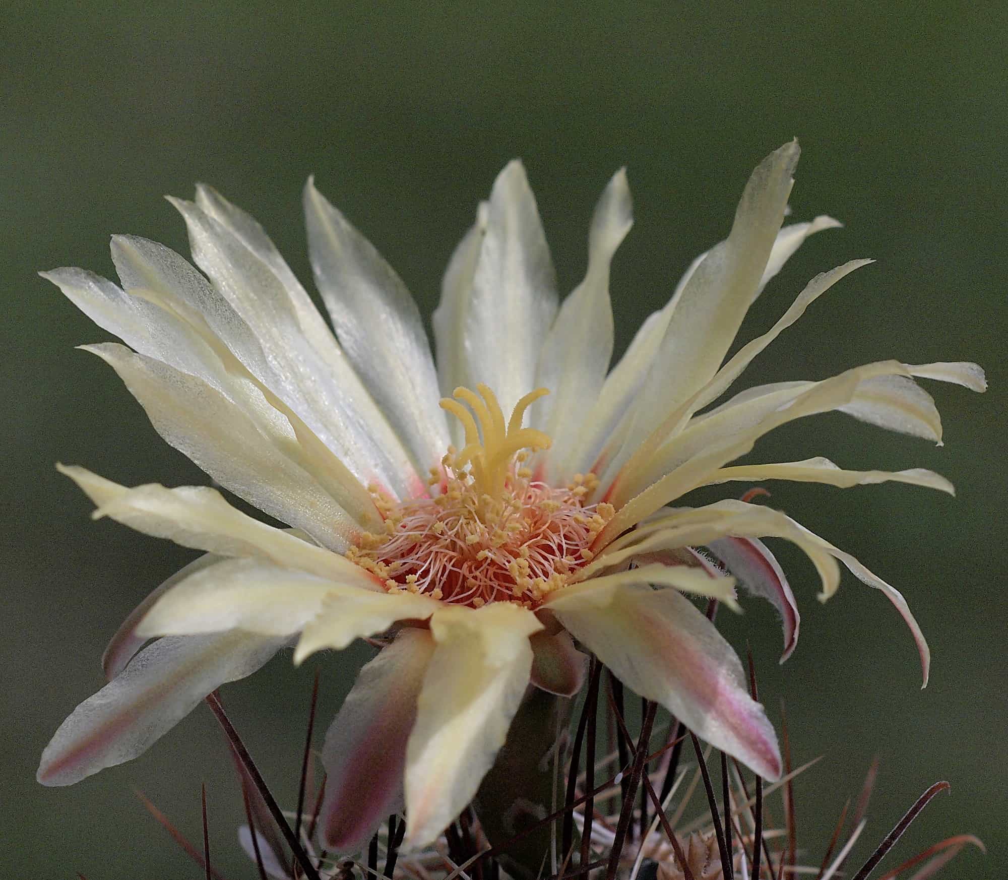 Hamatocactus Archives - Phoenix Desert Seeds