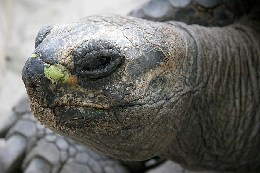 Tortoise Food Archives - Phoenix Desert Seeds