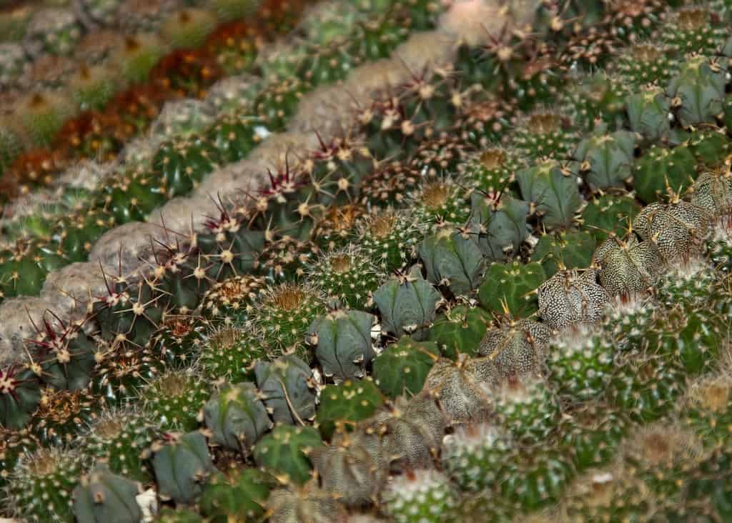 Cacti Seed Variety Packs Archives - Phoenix Desert Seeds