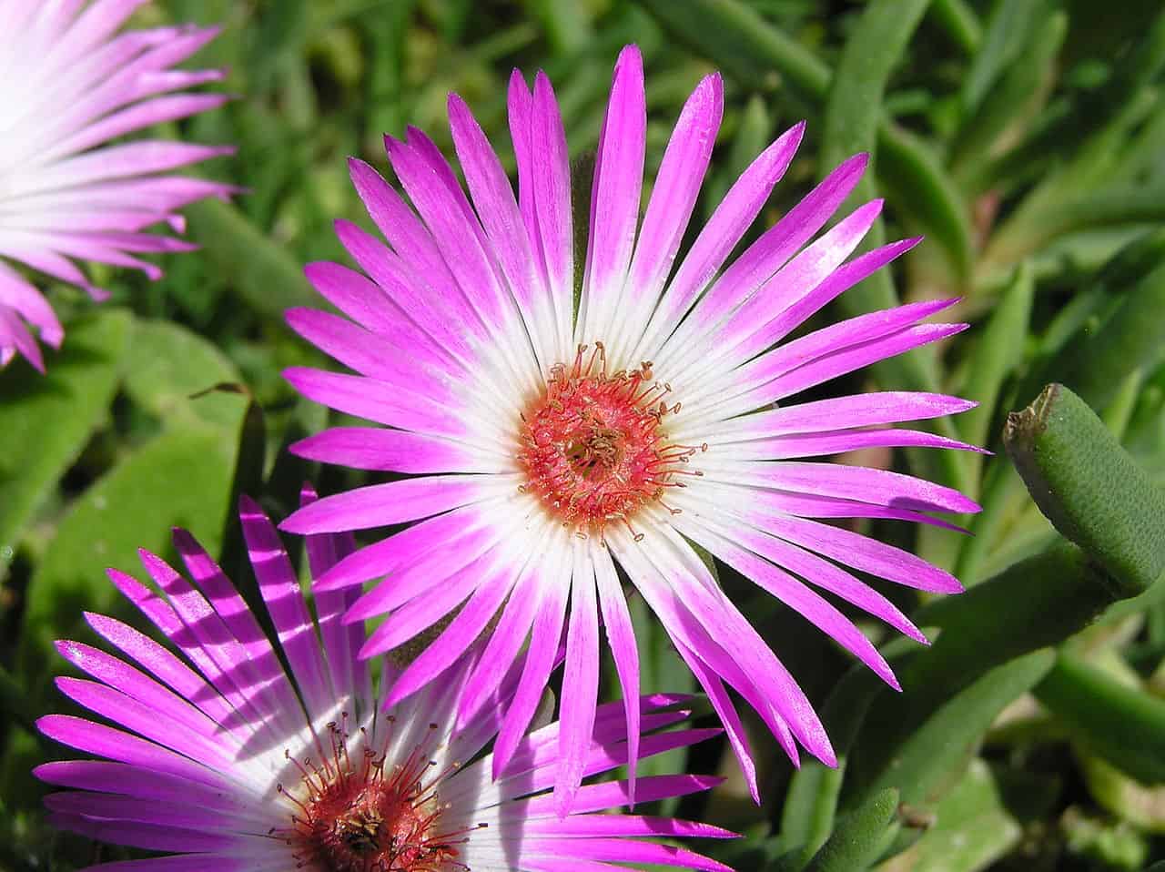 Dorotheanthus Seeds Archives - Phoenix Desert Seeds