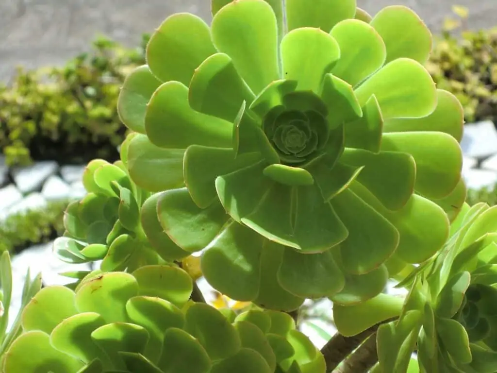 Aeonium species seed mix - Phoenix Desert Seeds