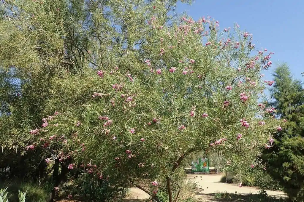 Chilopsis linearis (Desert willow) seeds - Phoenix Desert Seeds