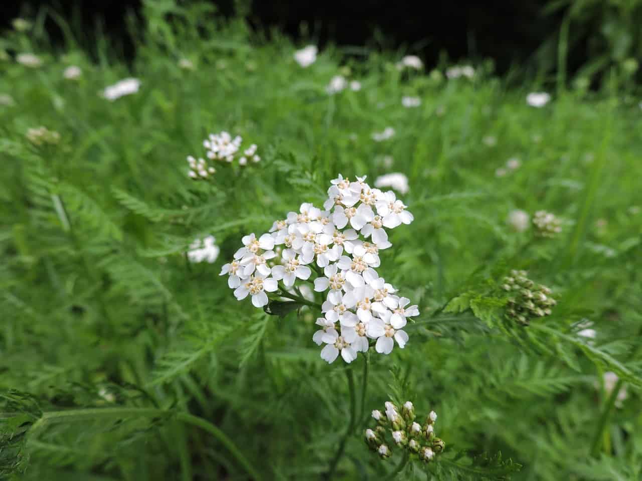 Achillea species Archives - Phoenix Desert Seeds