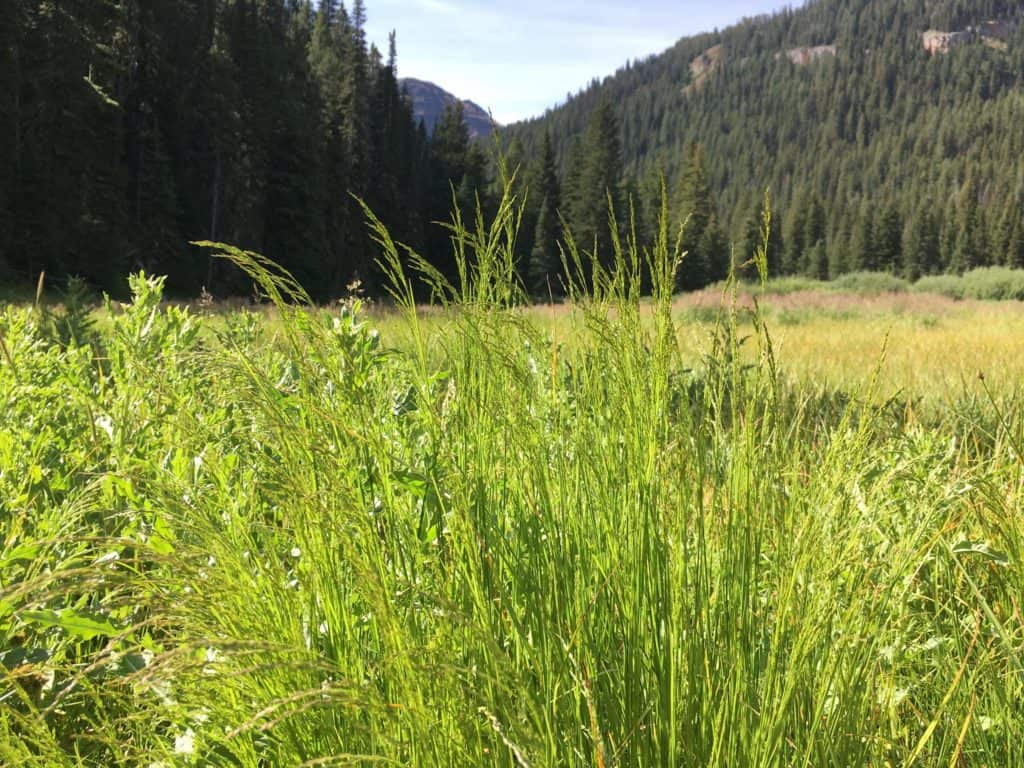 Montane Wet Meadow Mix - Phoenix Desert Seeds