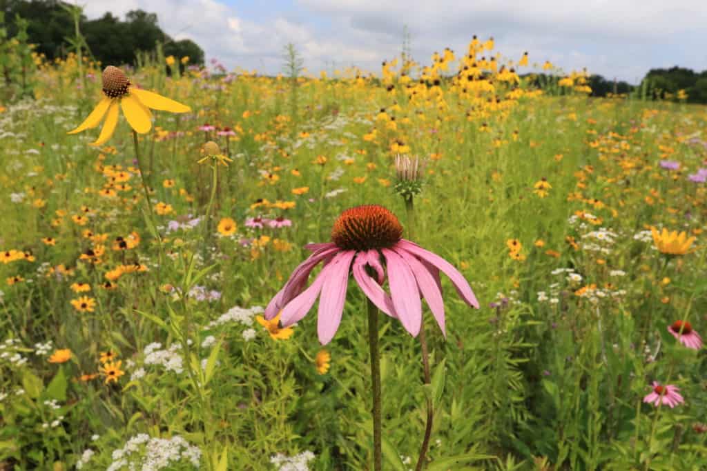Midwestern Wildflower Value Mix seeds - Phoenix Desert Seeds