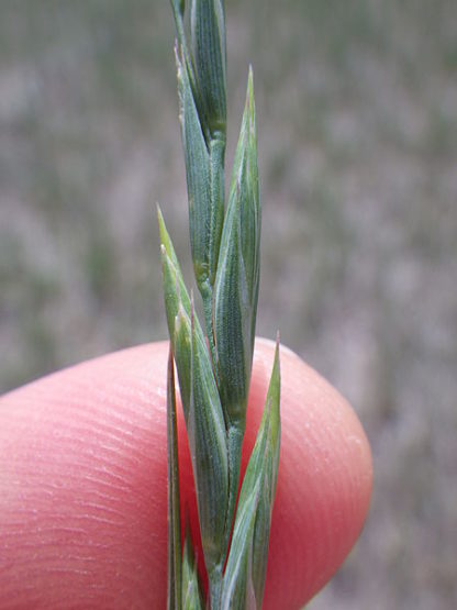 Pascopyrum smithii (Western Wheatgrass) - Phoenix Desert Seeds