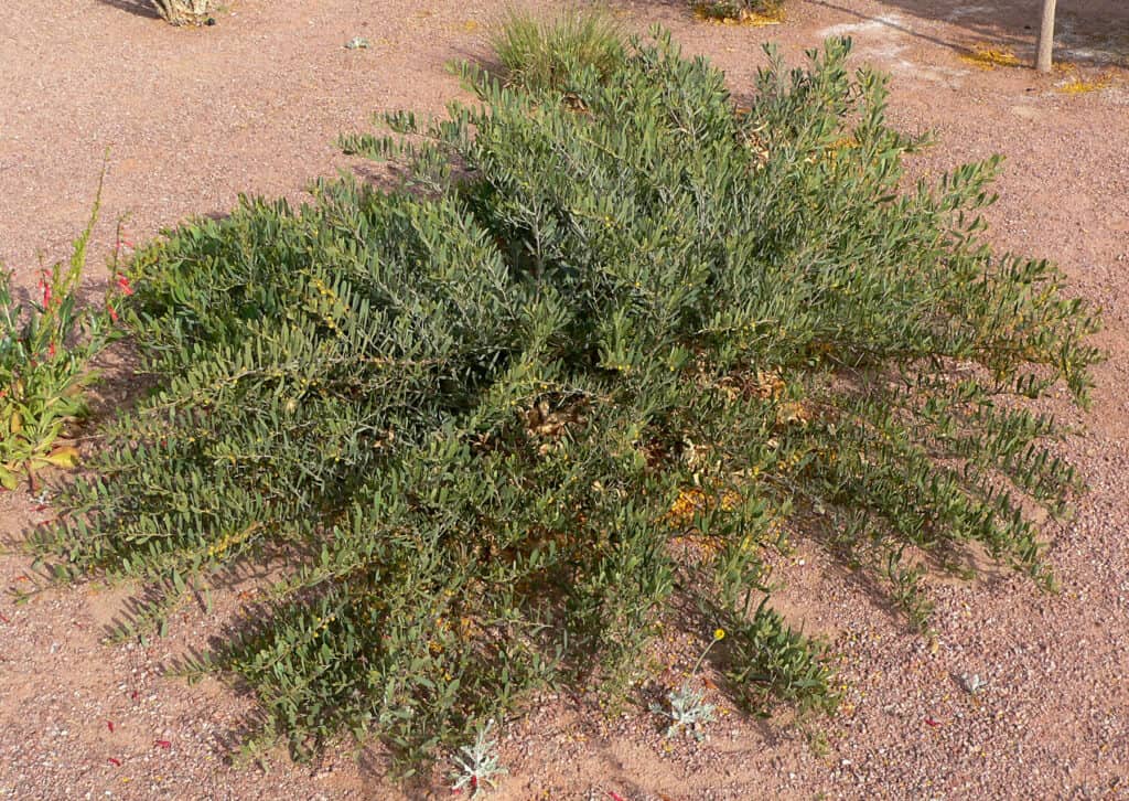 Acacia redolens prostrata seeds - Phoenix Desert Seeds