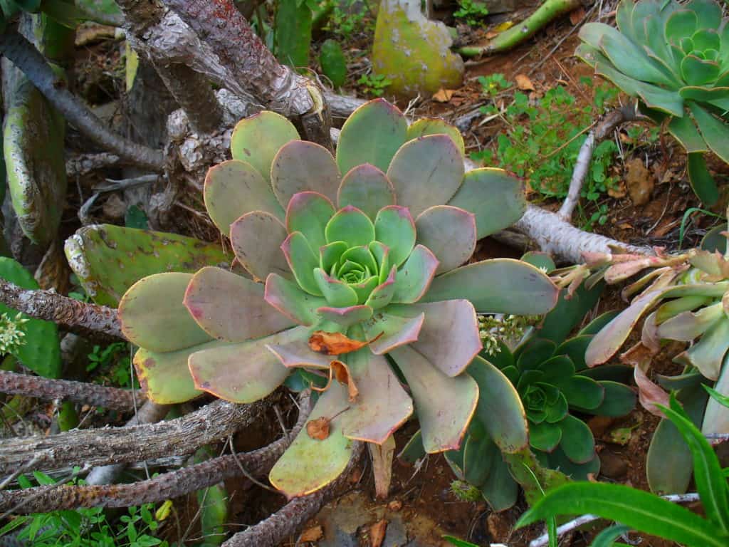 Aeonium davidbramwellii seeds - Phoenix Desert Seeds