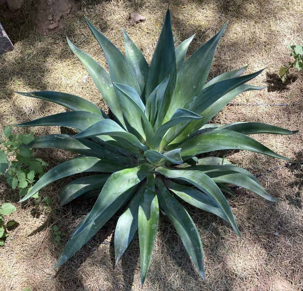 Agave desmettiana (Smooth agave) - Phoenix Desert Seeds