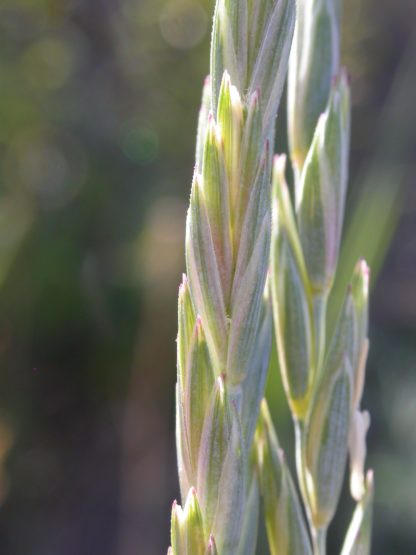 Elymus lanceolatus ssp lanceolatus seeds - Phoenix Desert Seeds