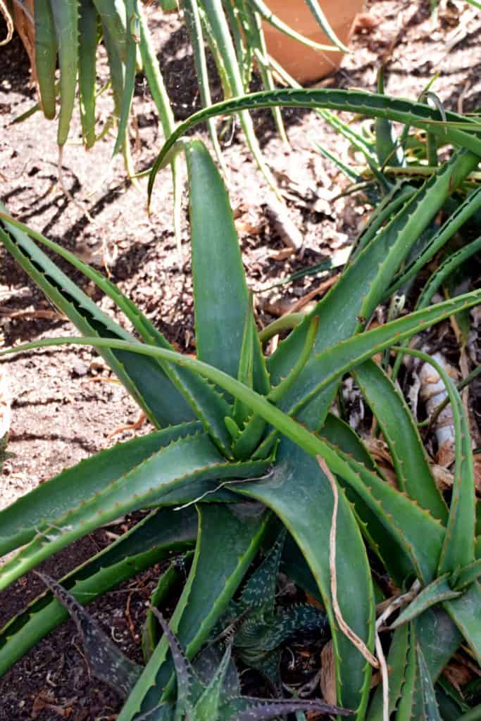Aloe camperi 'cornuta' - Phoenix Desert Seeds