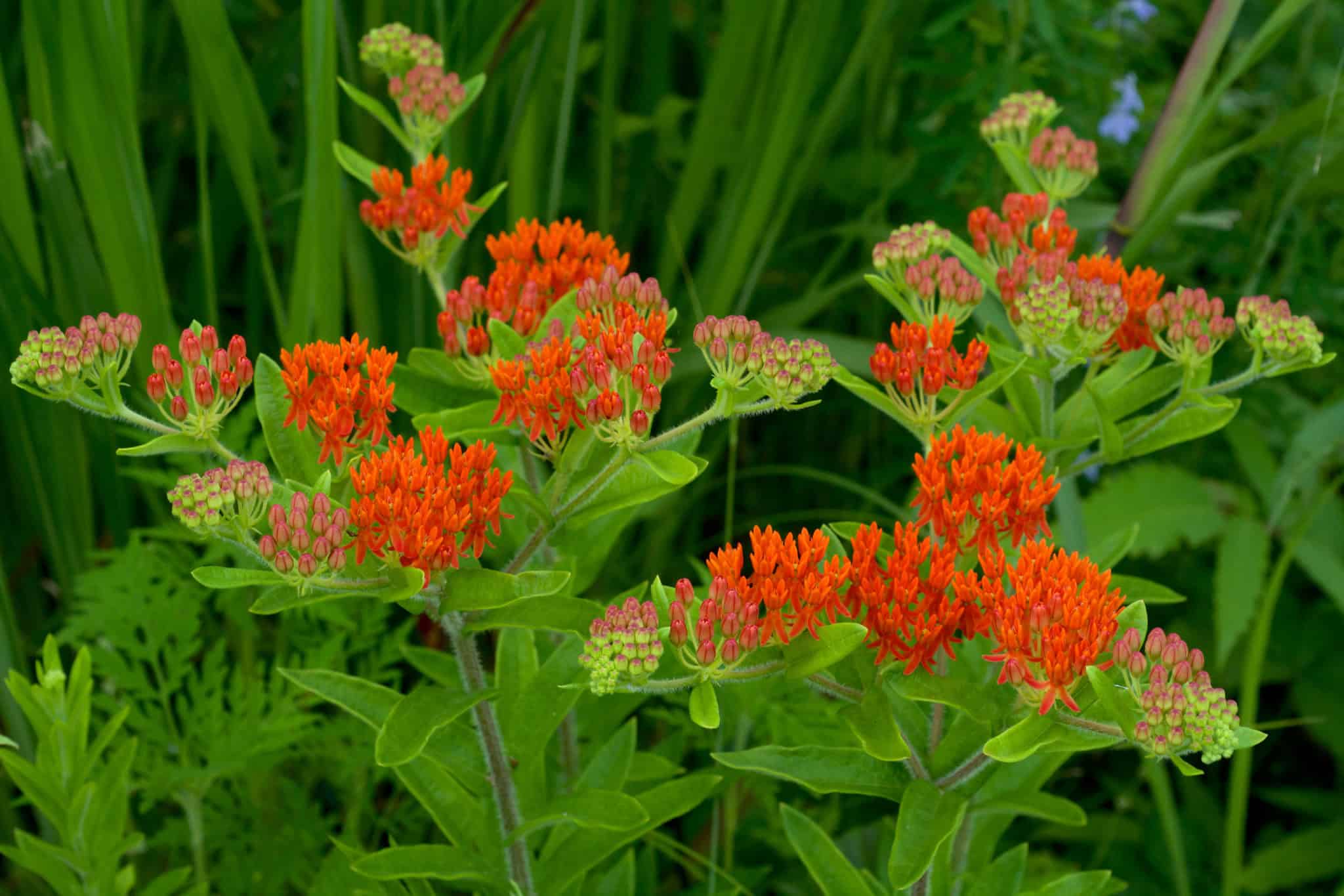 Asclepias tuberosa seeds - Phoenix Desert Seeds