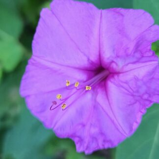 Mirabilis jalapa seeds - Phoenix Desert Seeds