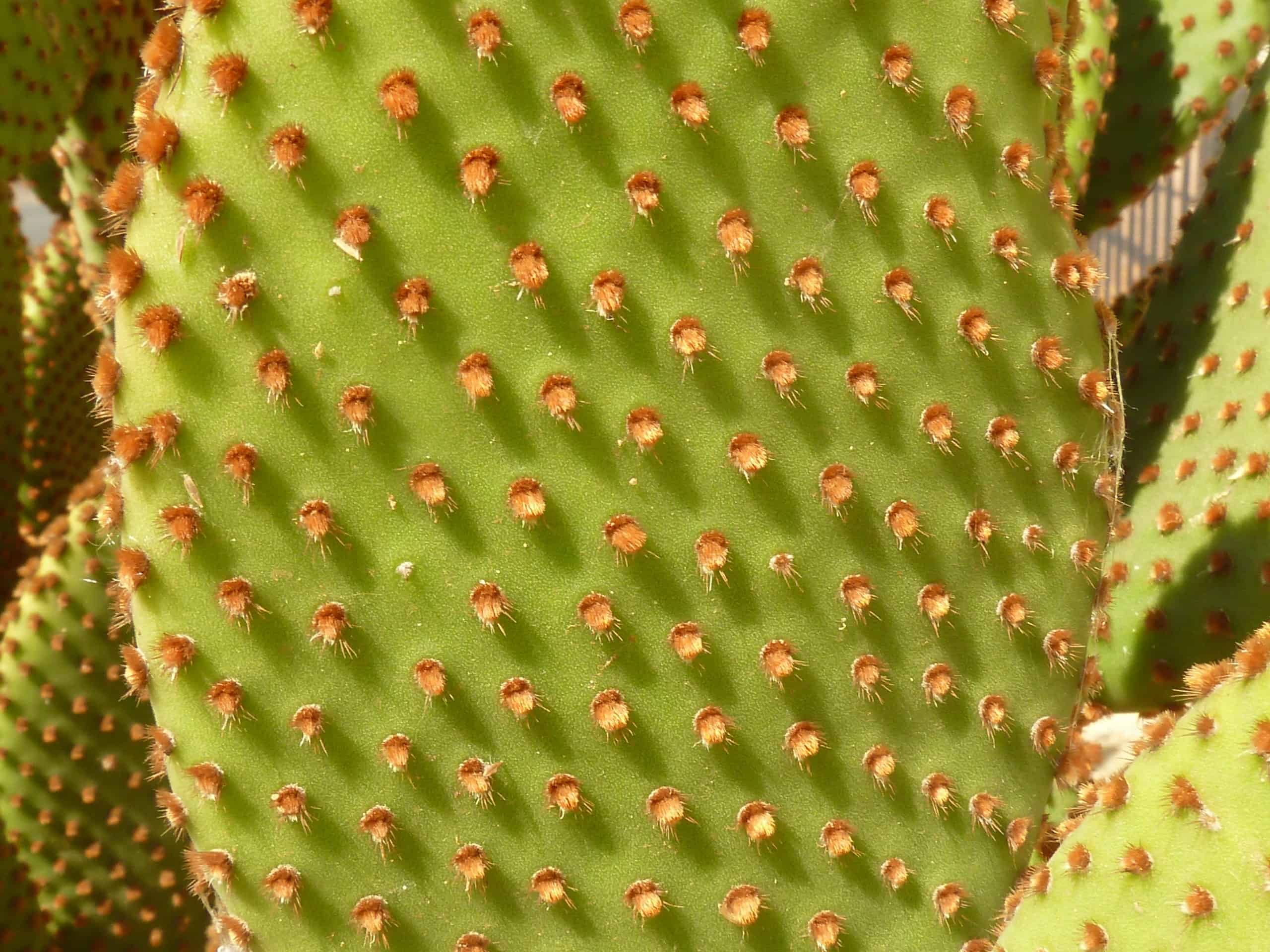 Opuntia rufida (Blue) - Phoenix Desert Seeds
