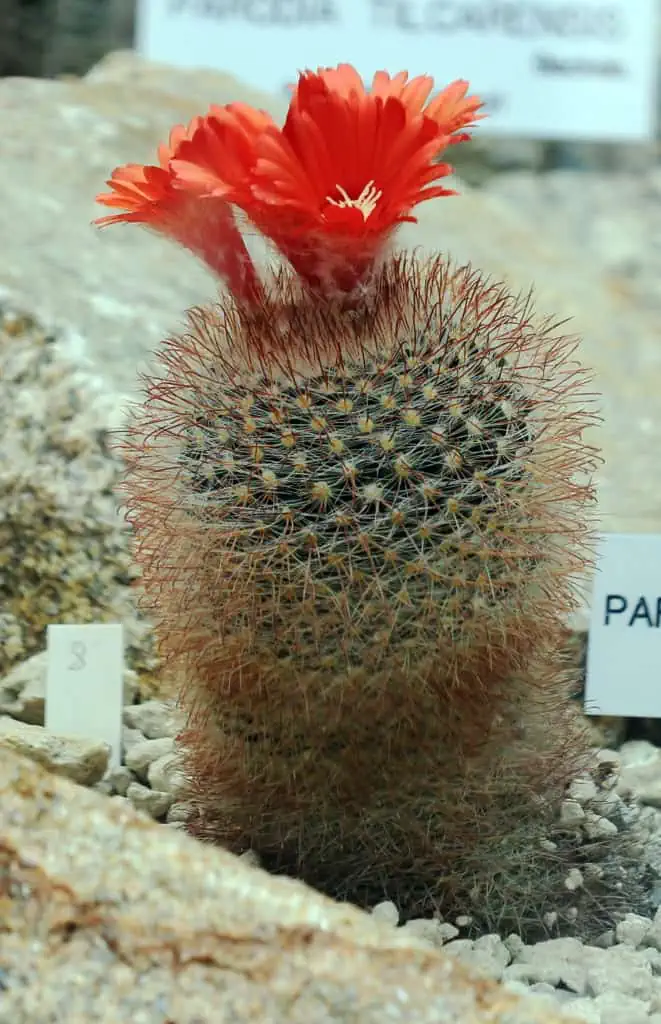 Parodia macrancistra seeds - Phoenix Desert Seeds