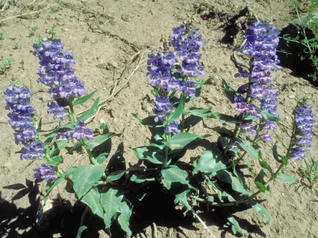 Penstemon glaber v. alpinus seeds - Phoenix Desert Seeds