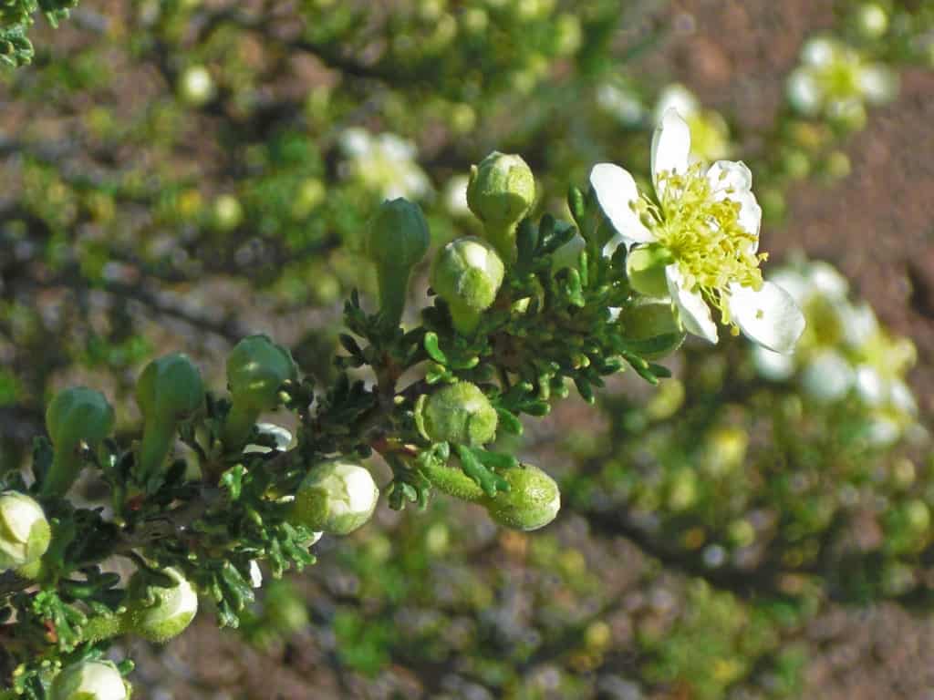 Purshia mexicana seeds - Phoenix Desert Seeds