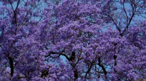 Jacaranda mimosifolia seeds - Phoenix Desert Seeds