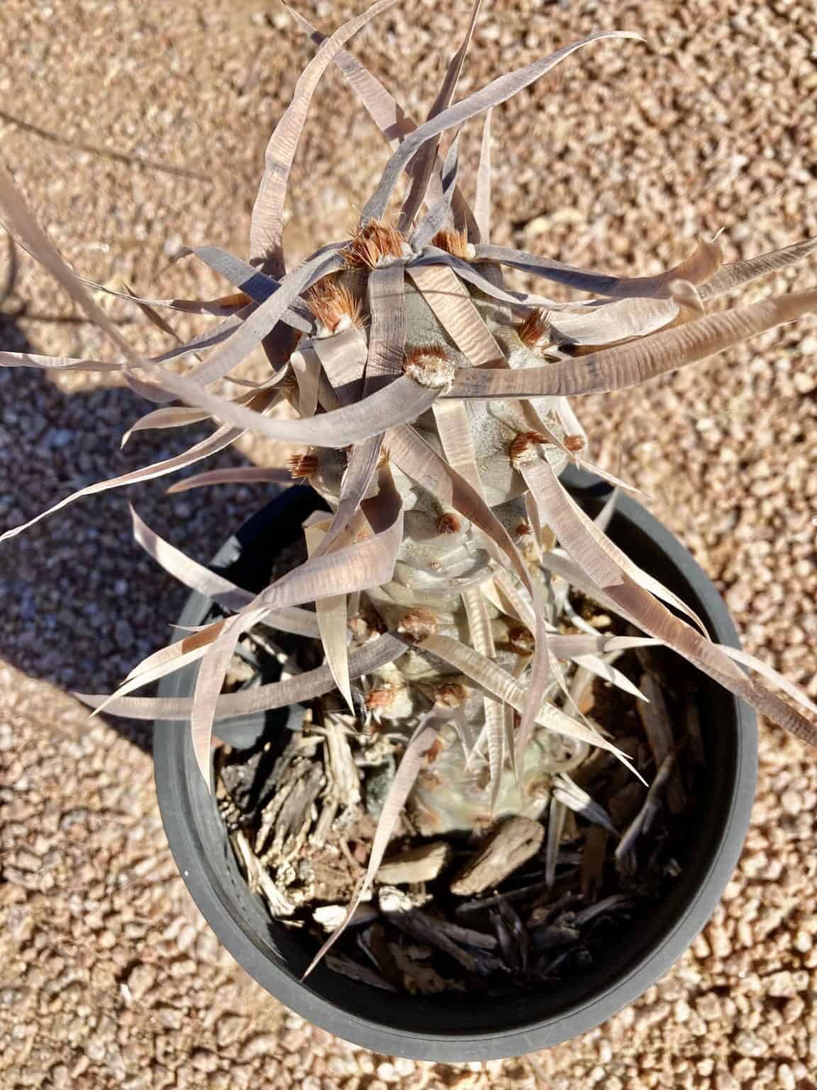 Tephrocactus glomeratus v. longispinus - Phoenix Desert Seeds