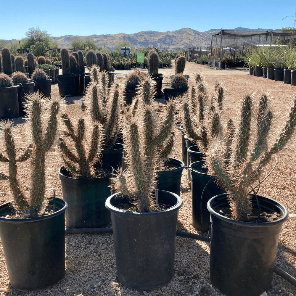 Chollas species Archives - Phoenix Desert Seeds