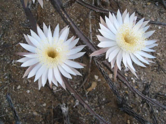 Peniocereus Archives - Phoenix Desert Seeds