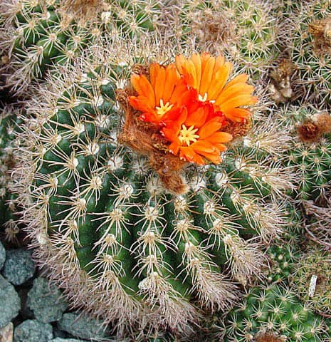 Parodia Archives - Phoenix Desert Seeds