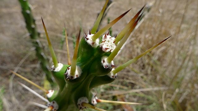 Harrisia Archives - Phoenix Desert Seeds