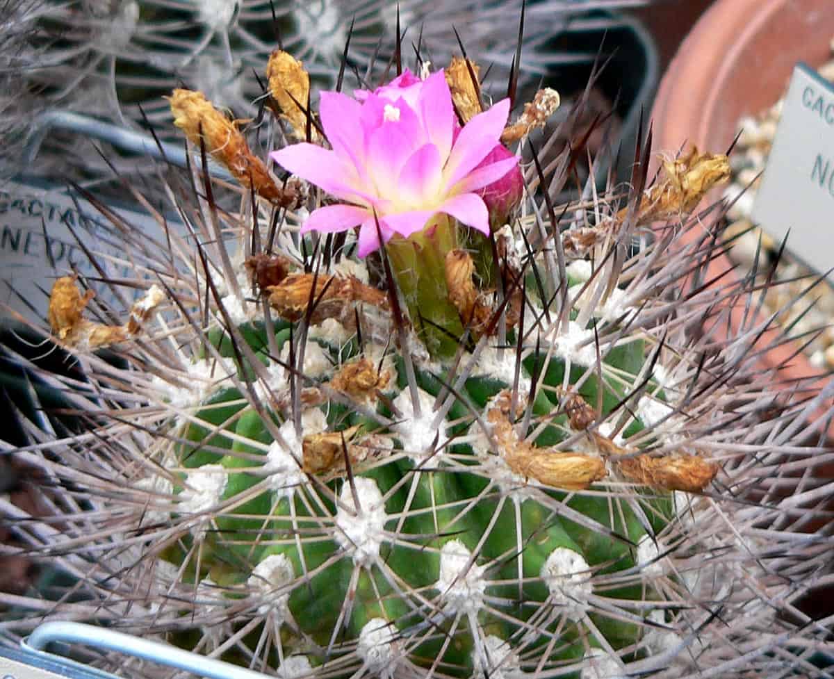 Neoporteria Archives - Phoenix Desert Seeds