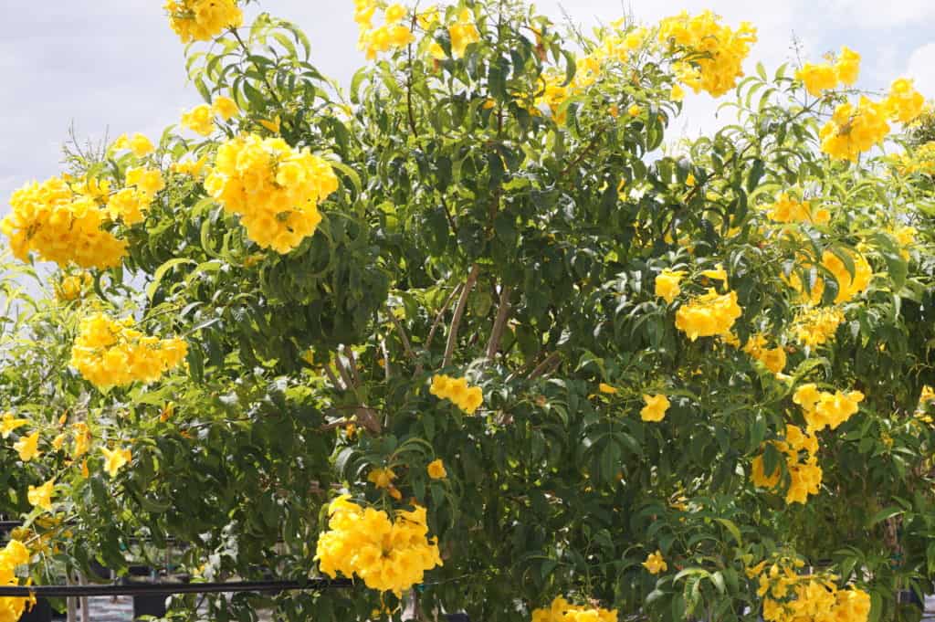 Tecoma Seeds Archives - Phoenix Desert Seeds