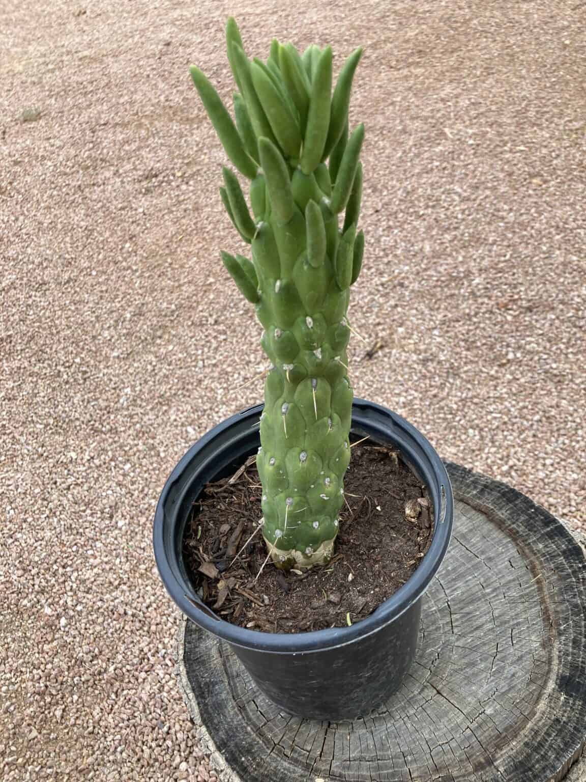 Opuntia subulata monstrosa - Live Rooted Cactus - Phoenix Desert Seeds