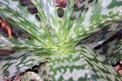 Aloe microstigma seeds - Phoenix Desert Seeds